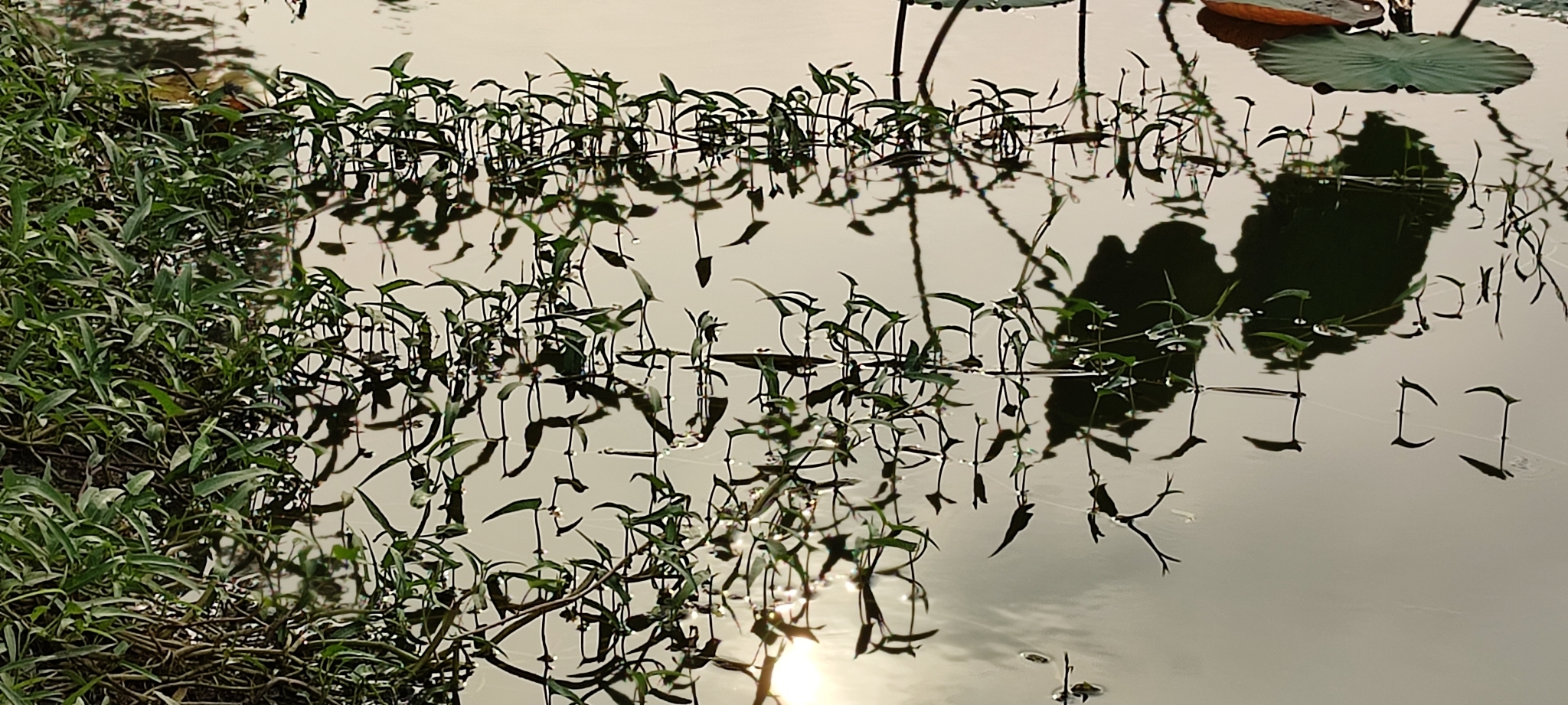 Ipomoea aquatica Forssk.