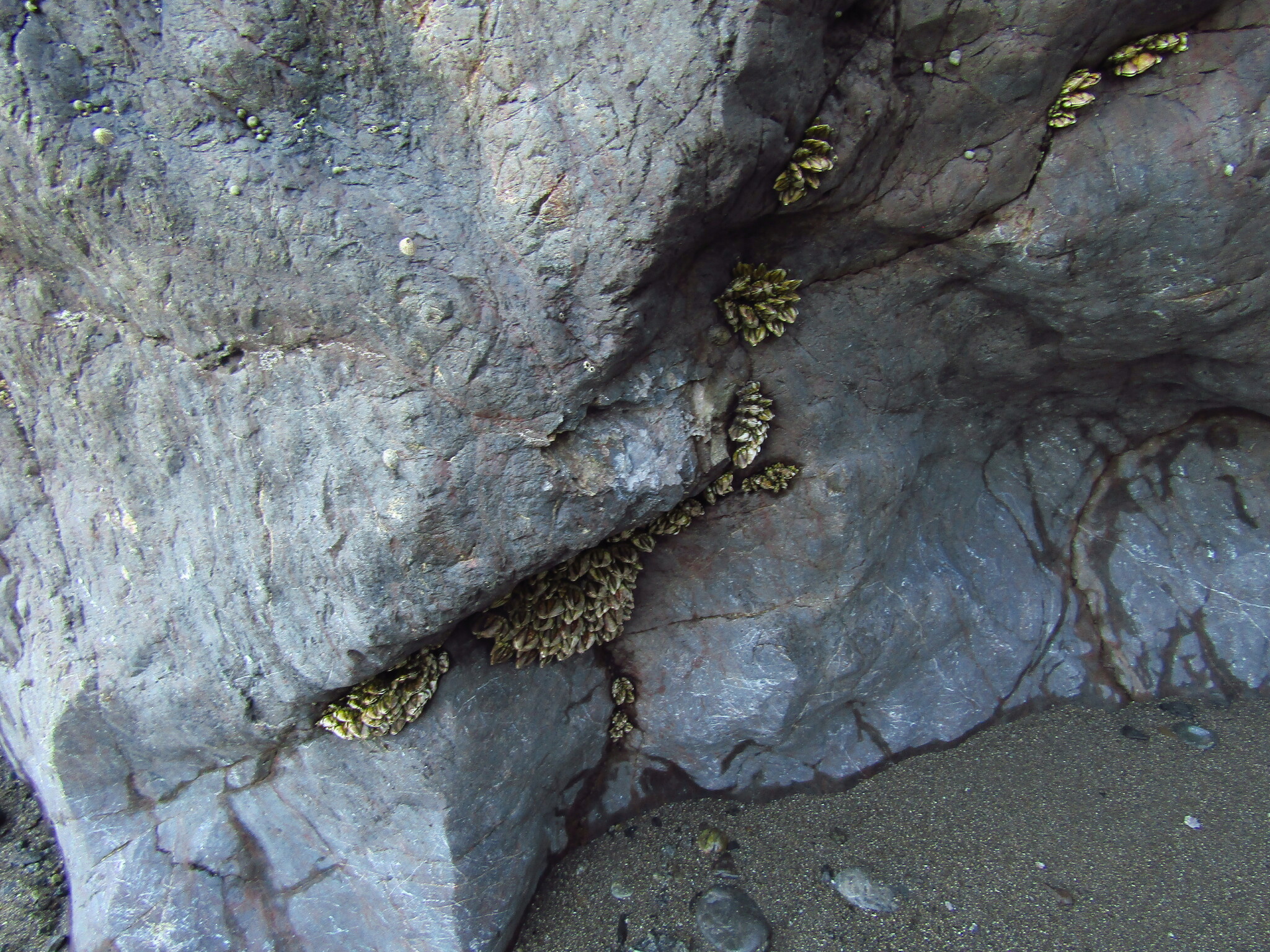 Capitulum mitella (Linnaeus, 1758)