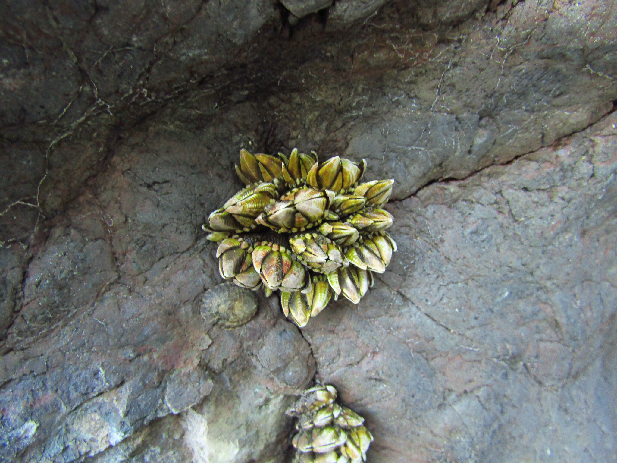 Capitulum mitella (Linnaeus, 1758)