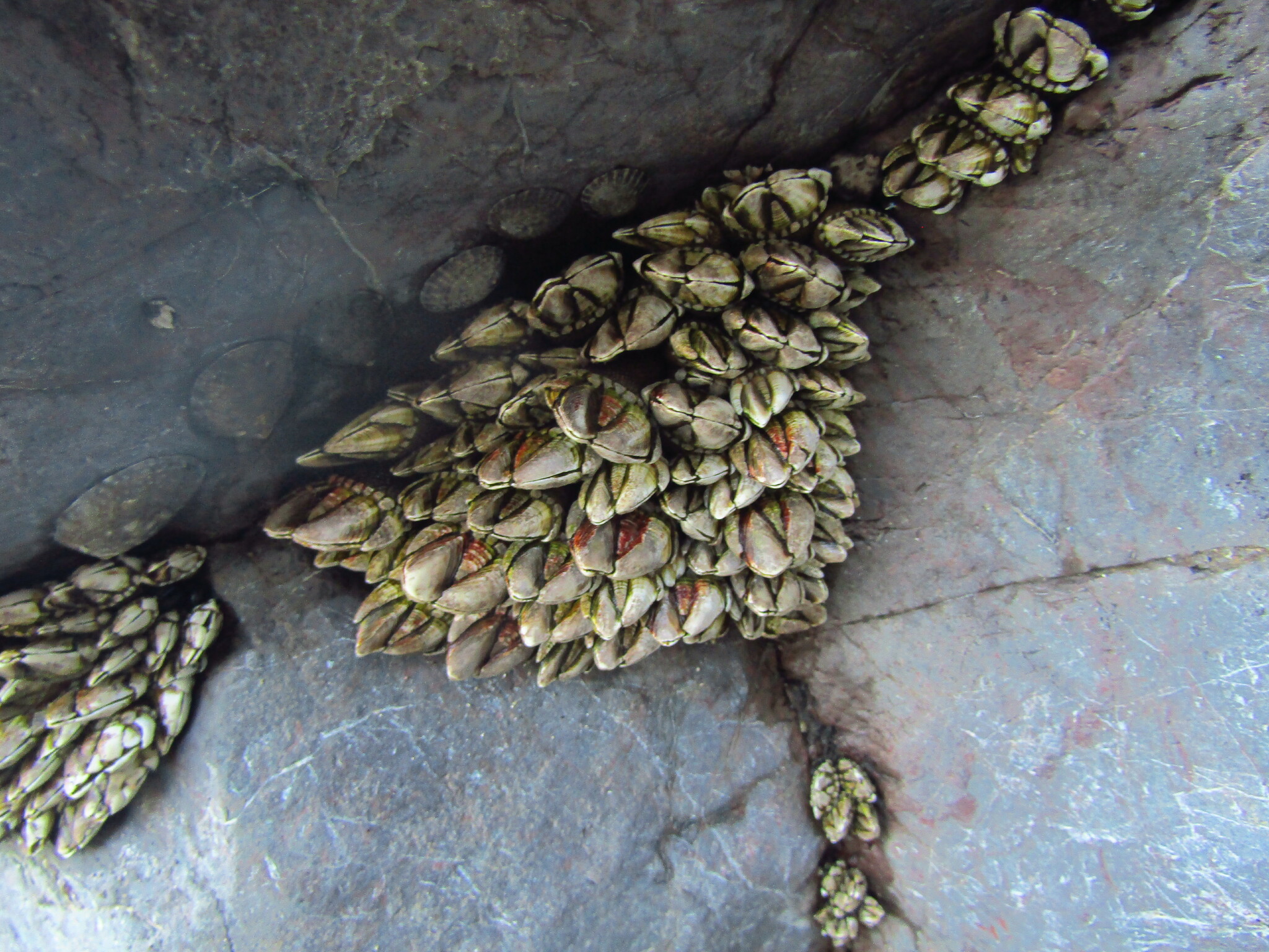 Capitulum mitella (Linnaeus, 1758)