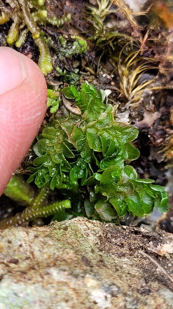 Treubia pygmaea from Fiordland, NZ-SO-SL, NZ-SO, NZ on March 6, 2023 at ...