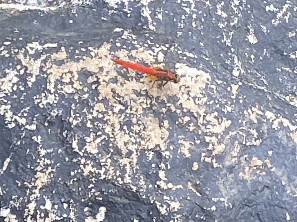 Orange Skimmer from Java, Depok, West Java, ID on March 9, 2023 at 01: ...