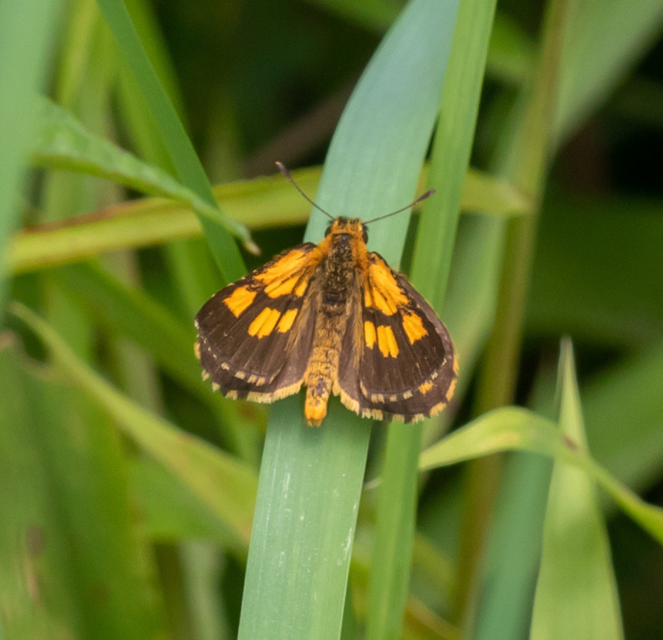 Common Bush Hopper from Dumai, Dumai City, Riau, Indonesia on March 08 ...