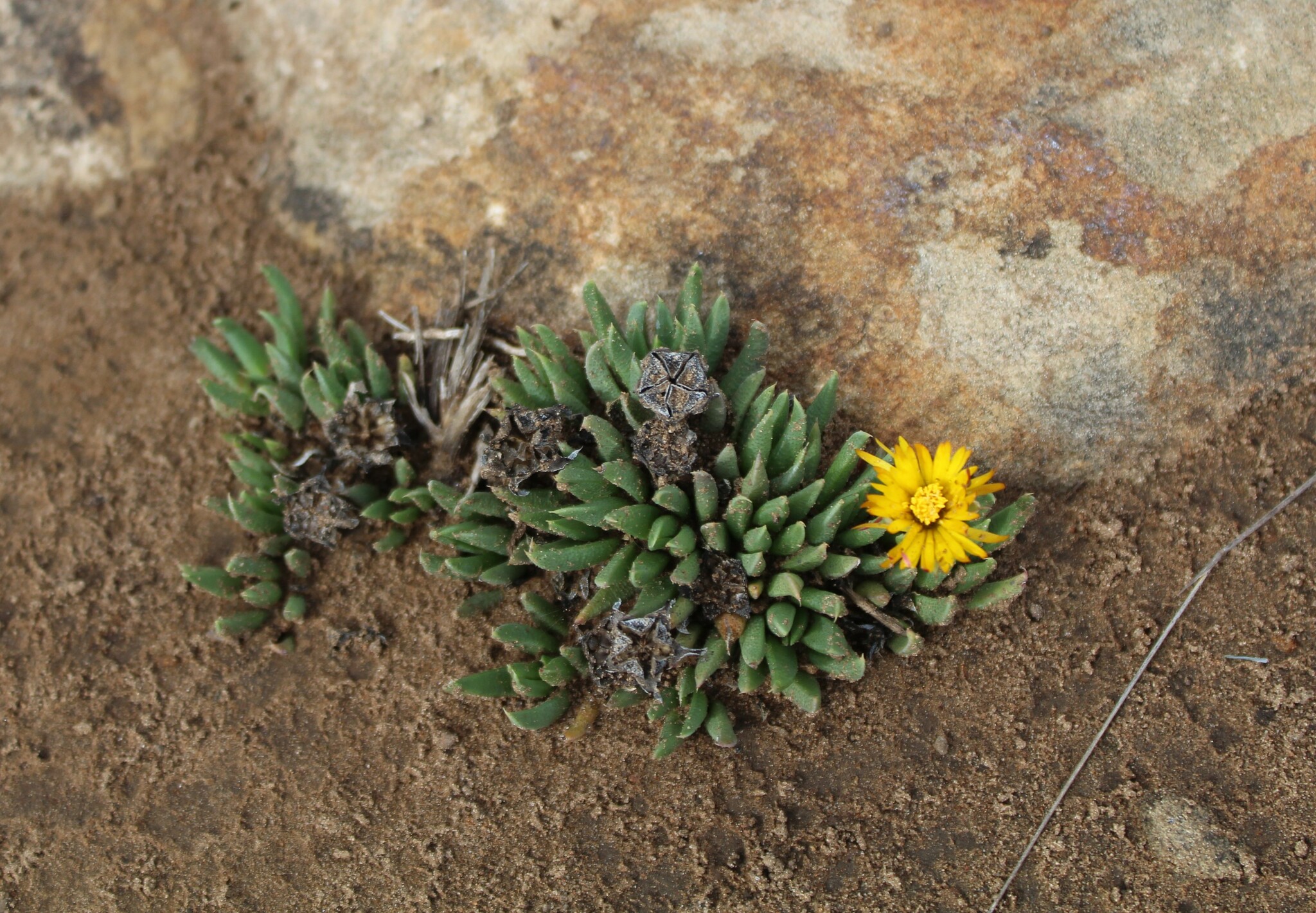 Bergeranthus Schwantes