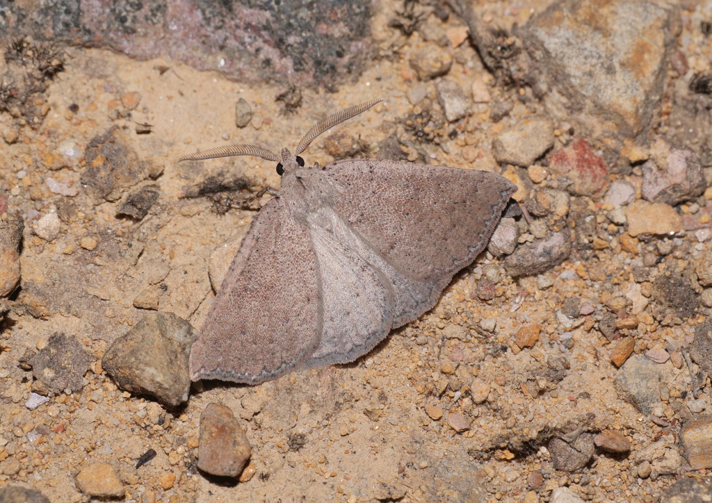 Cape Moths from Lerderderg VIC 3458, Australia on March 4, 2023 at 08: ...