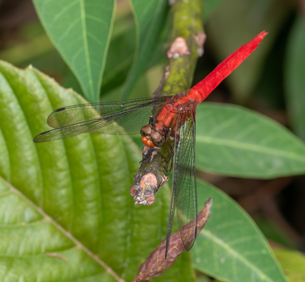 Orange Skimmer from Bangkinang, Kampar Regency, Riau, Indonesia on ...