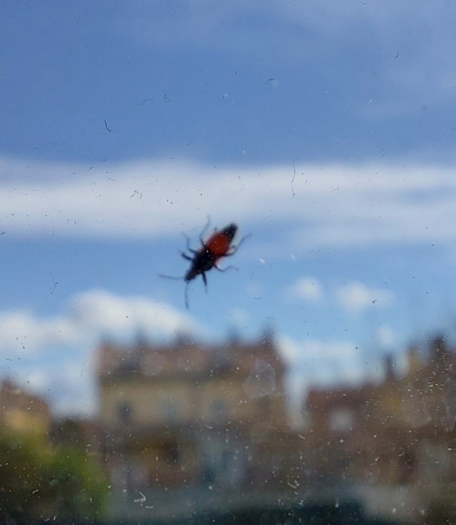 Lime seed bug from 31180 Zizur Mayor, Navarra, España on March 9, 2023 ...