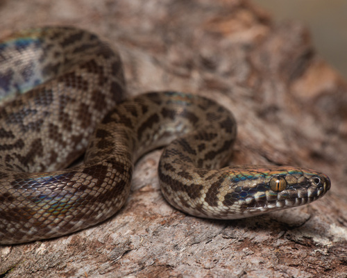 Papuan Spotted Python (Antaresia papuensis) - Snakes and Lizards