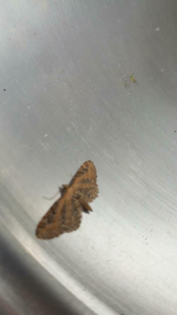 Pug Moths in May 2022 by Robin Sanders · iNaturalist United Kingdom