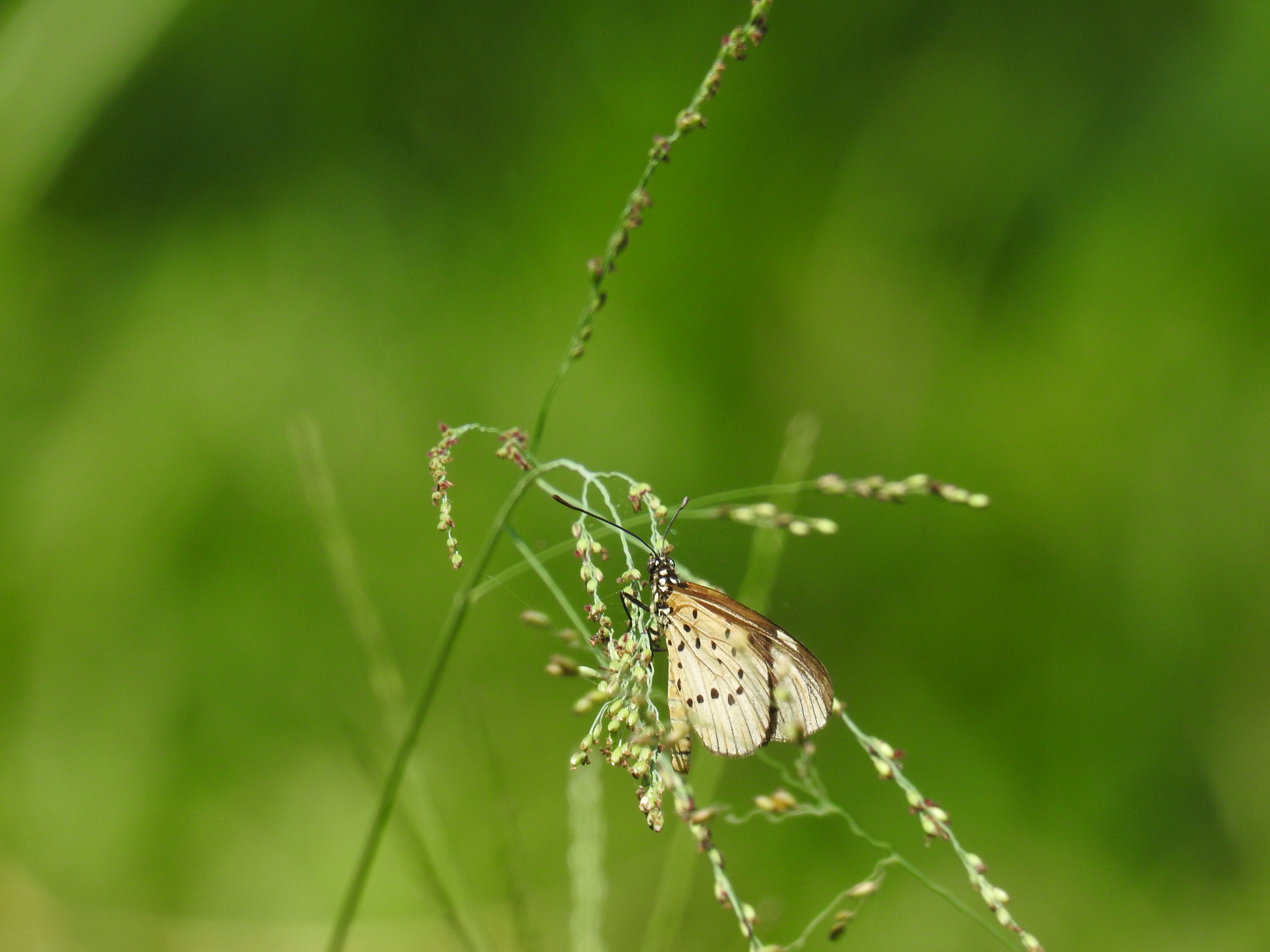 Acraea encedon Linnaeus, 1758