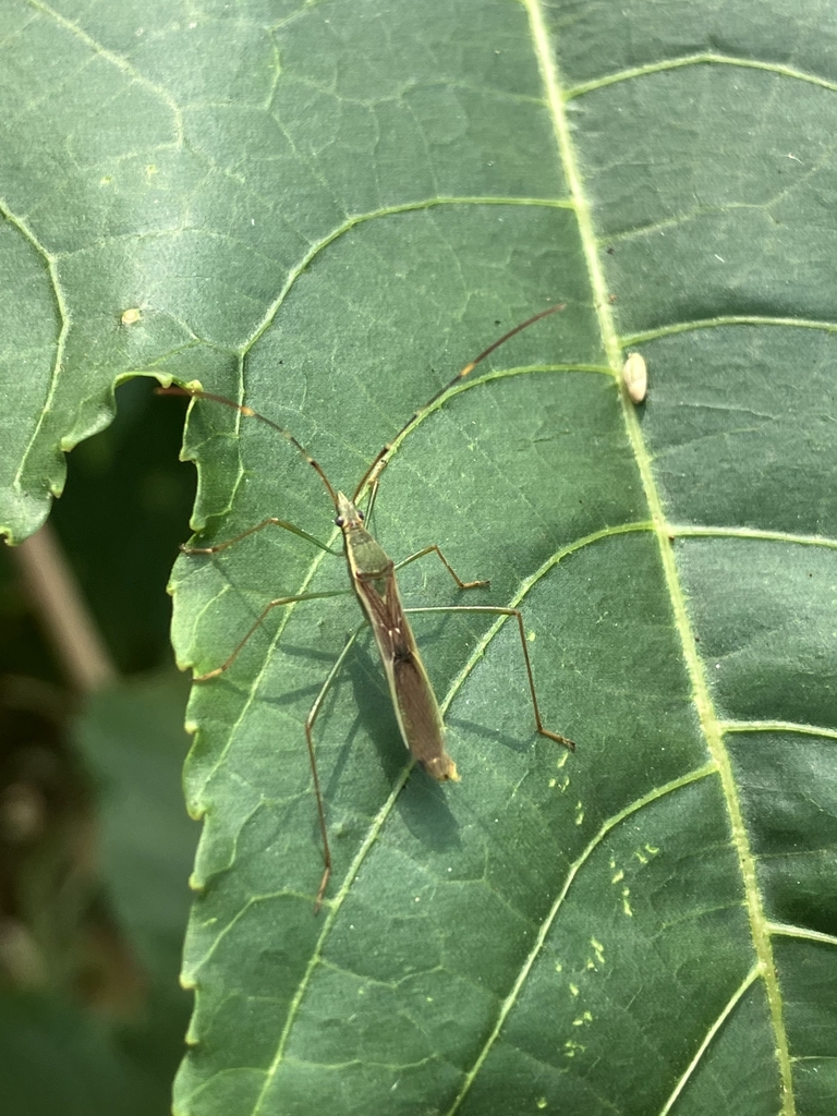 Paddy Bug from 33/1933, Near EMC, Chakkaraparambu, Vennala, Kochi ...