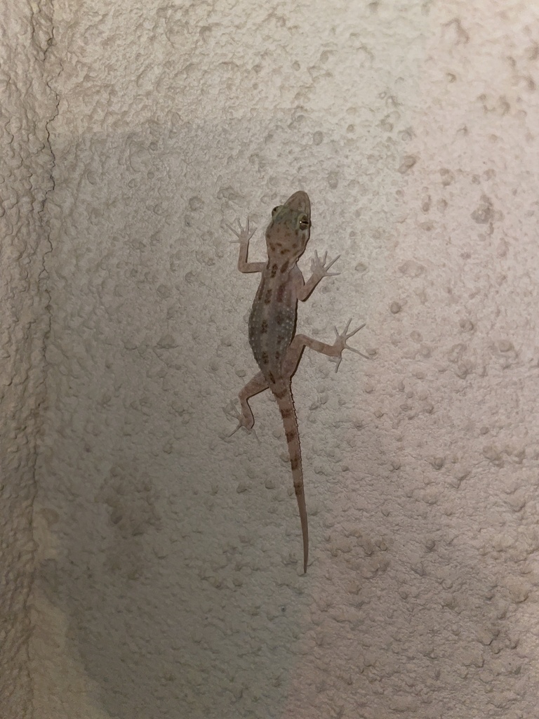 Keeled Rock Gecko from 13 Street, Dubai, Dubai, AE on March 9, 2023 at ...