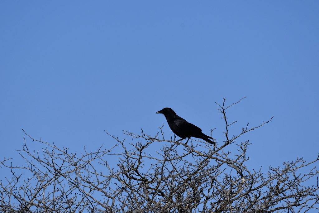 American Crow from Tucker County, WV, USA on March 08, 2023 at 03:43 PM ...