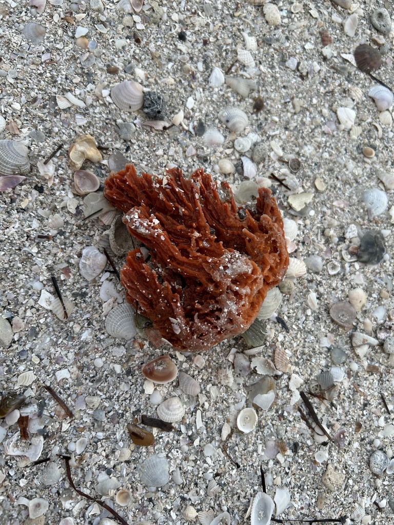 Red Beard Sponge from Honeymoon Island State Park, Dunedin, FL, US on ...