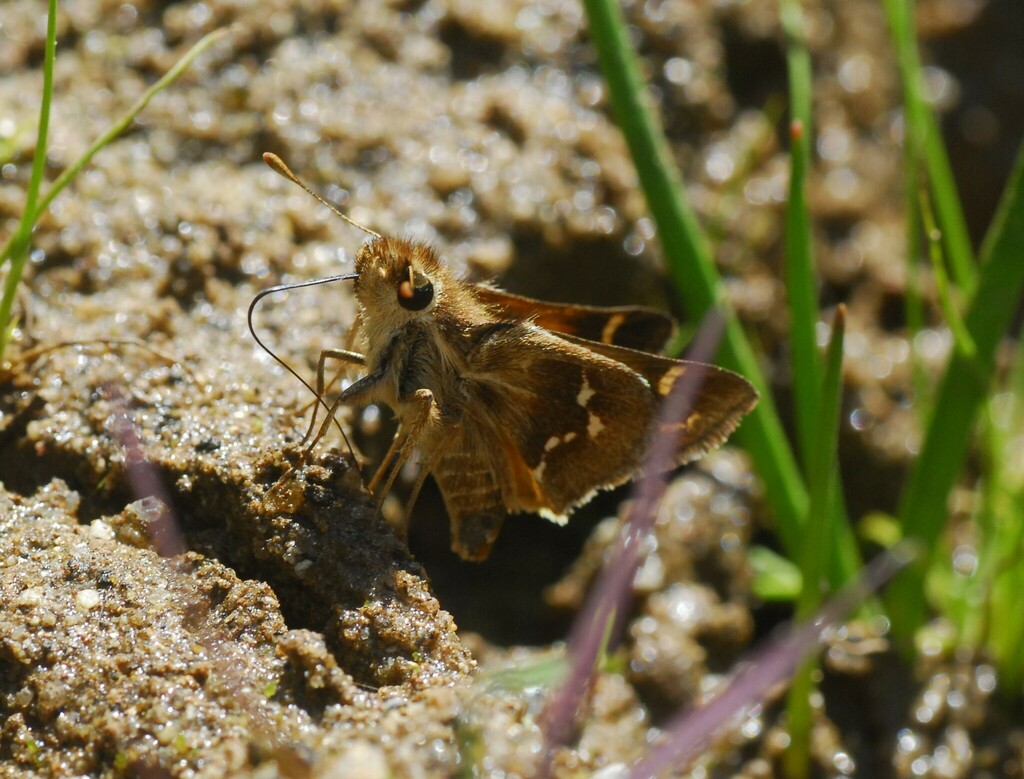 Stinga kendamulaza from San Pablo Cuatro Venados, Oax., México on March ...