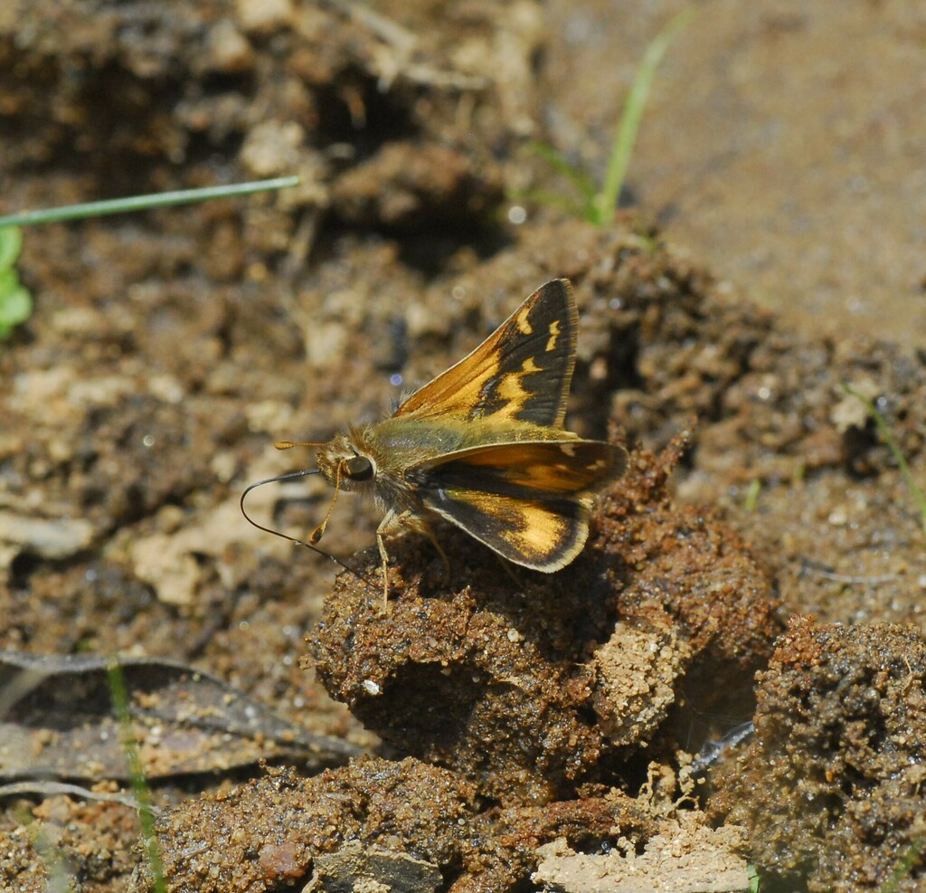 Stinga kendamulaza from San Pablo Cuatro Venados, Oax., México on March ...