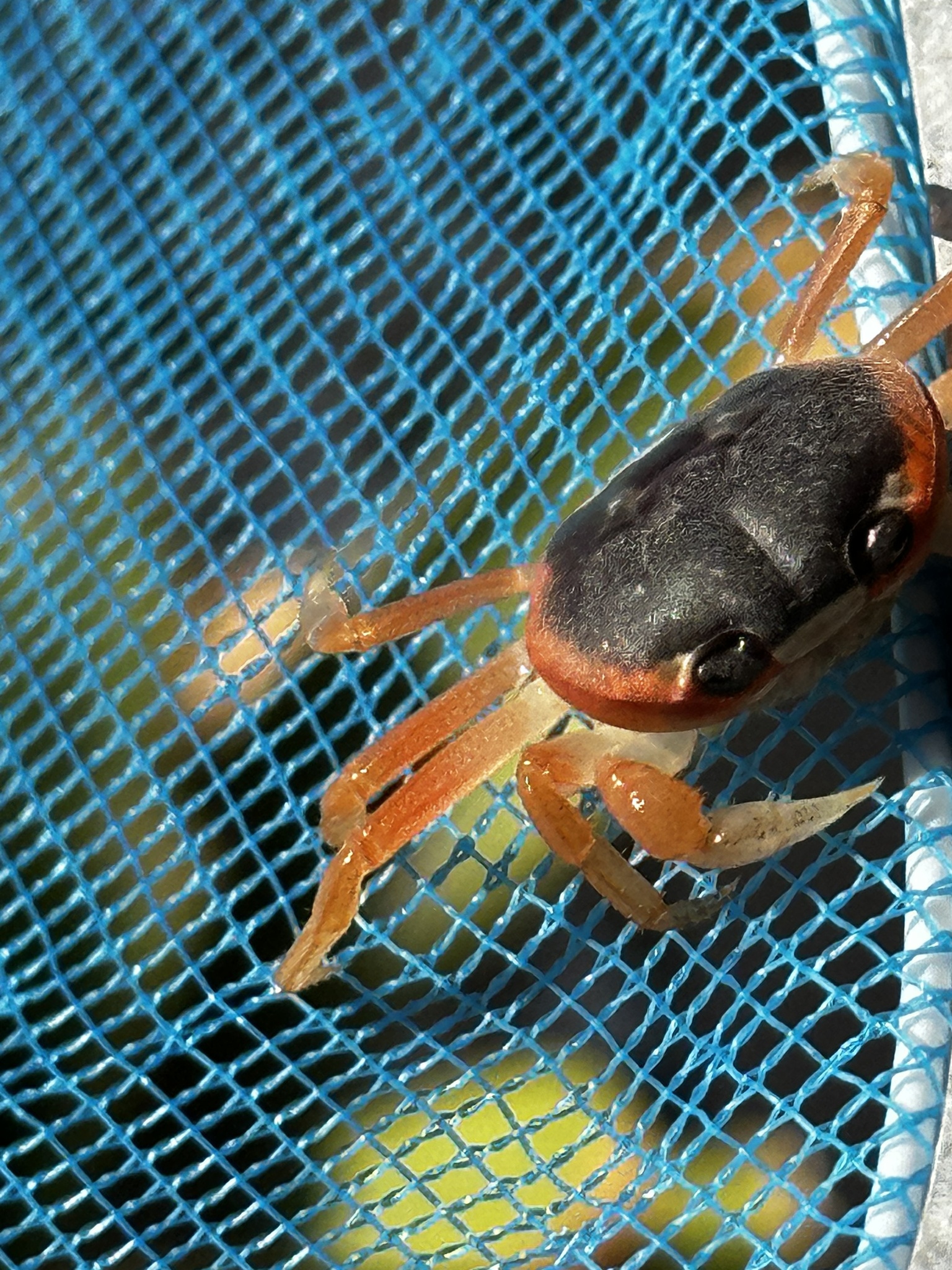 Gecarcinus lateralis Guérin, 1832