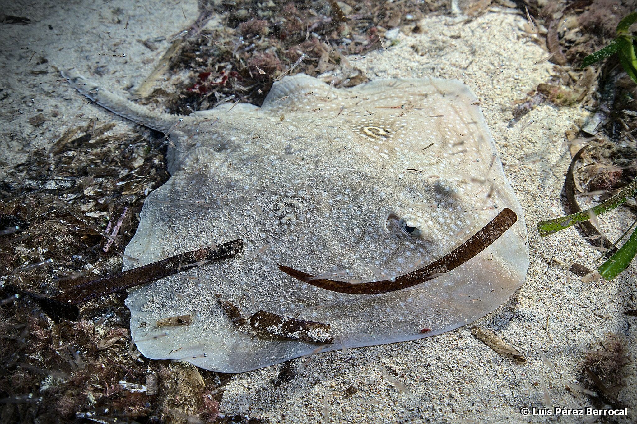 Raja radula Delaroche, 1809