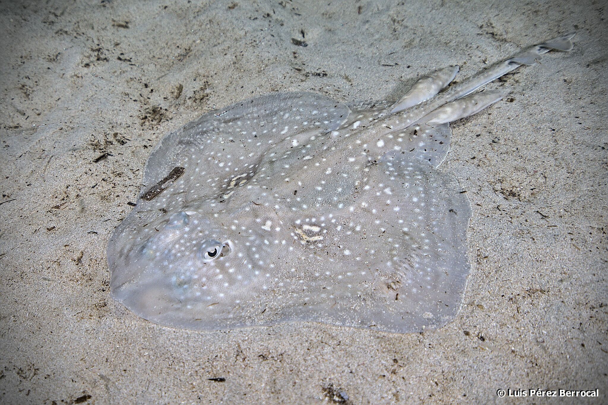 Raja radula Delaroche, 1809