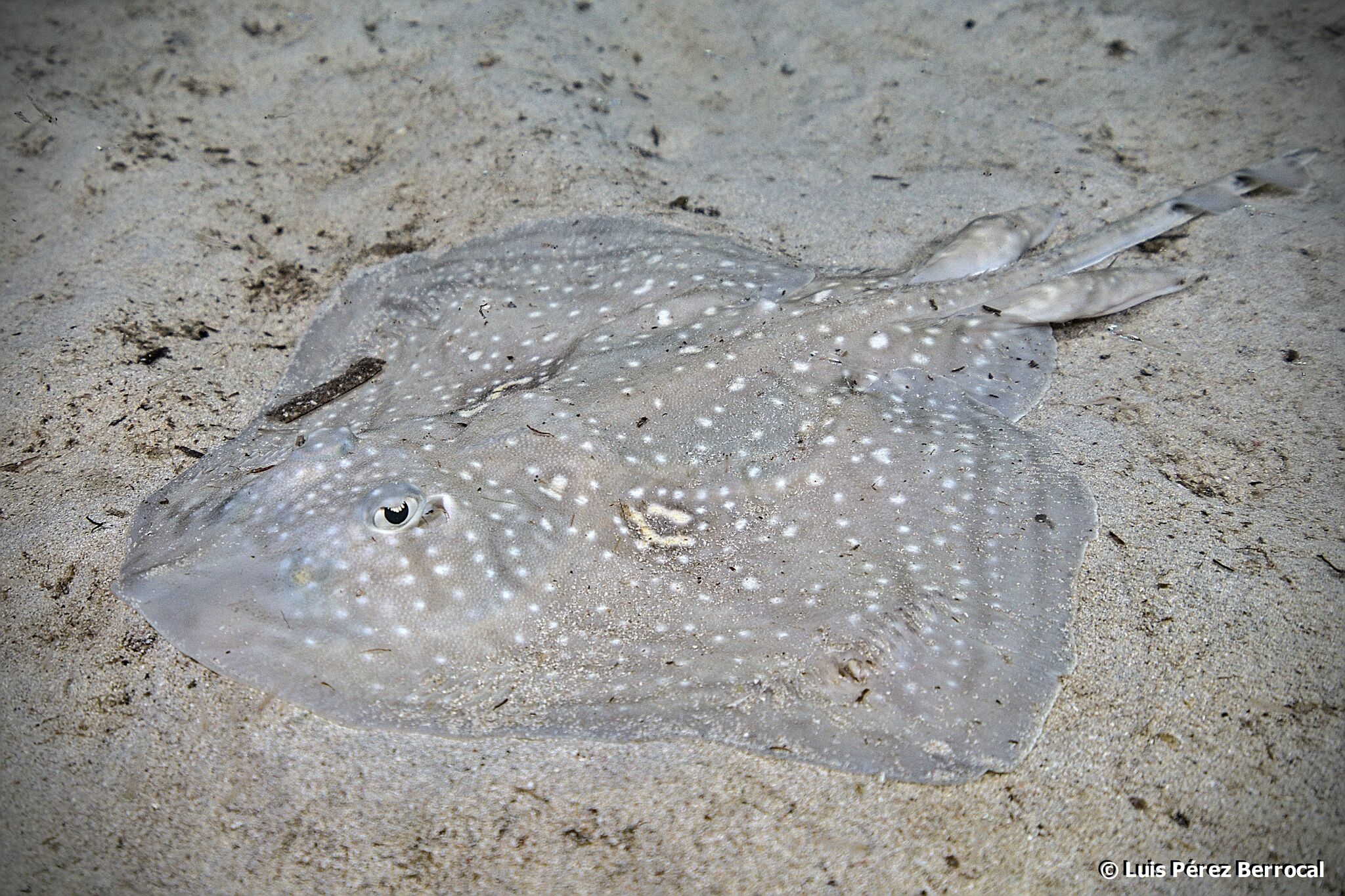 Raja radula Delaroche, 1809