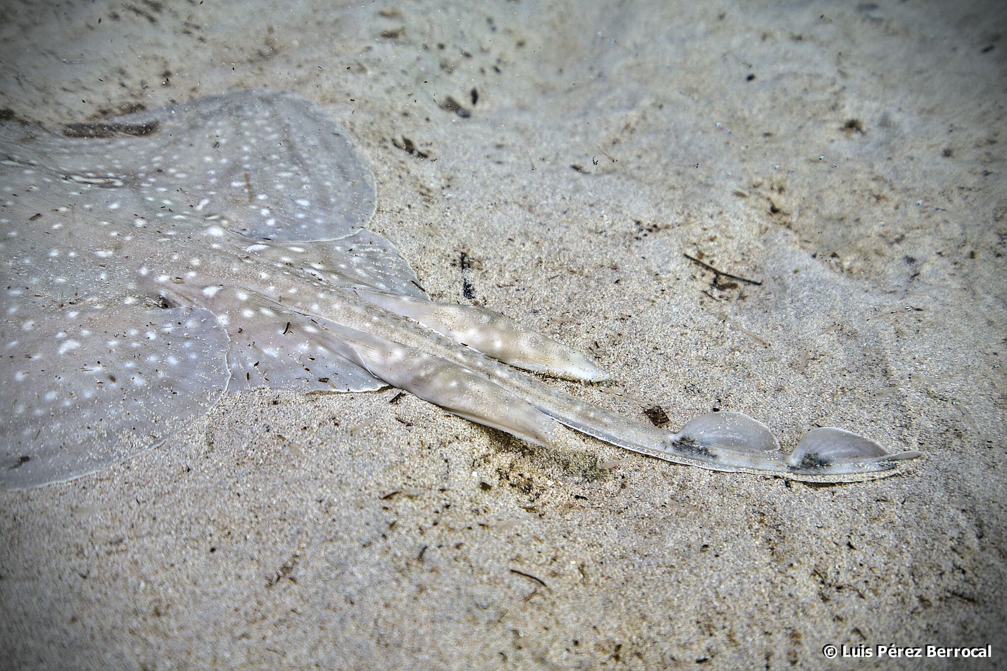 Raja radula Delaroche, 1809