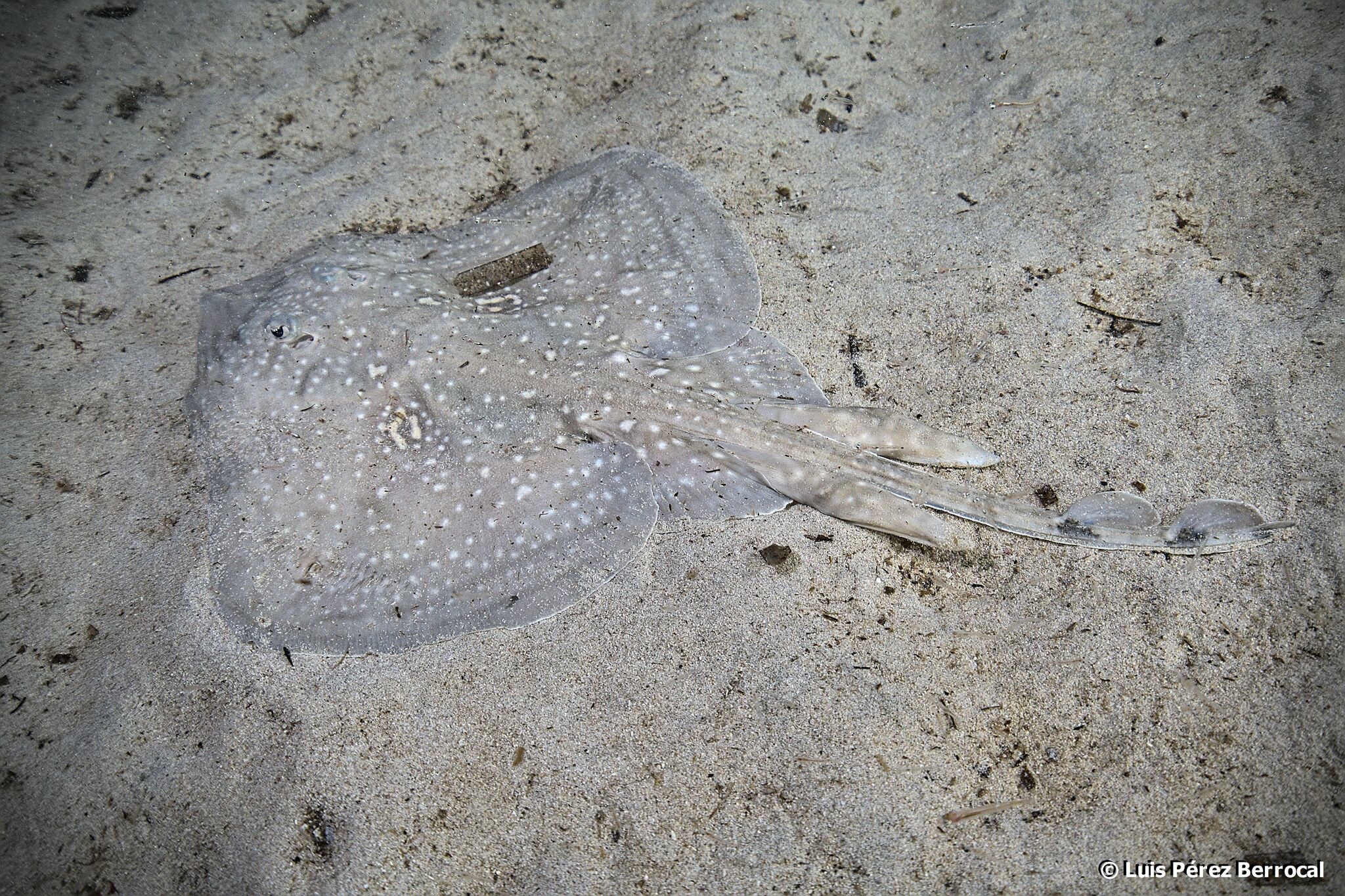 Raja radula Delaroche, 1809