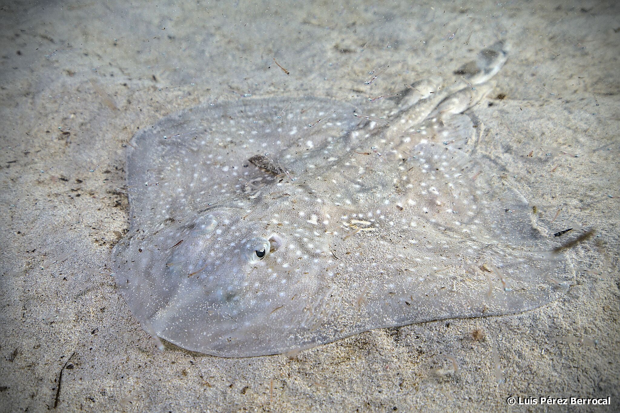 Raja radula Delaroche, 1809