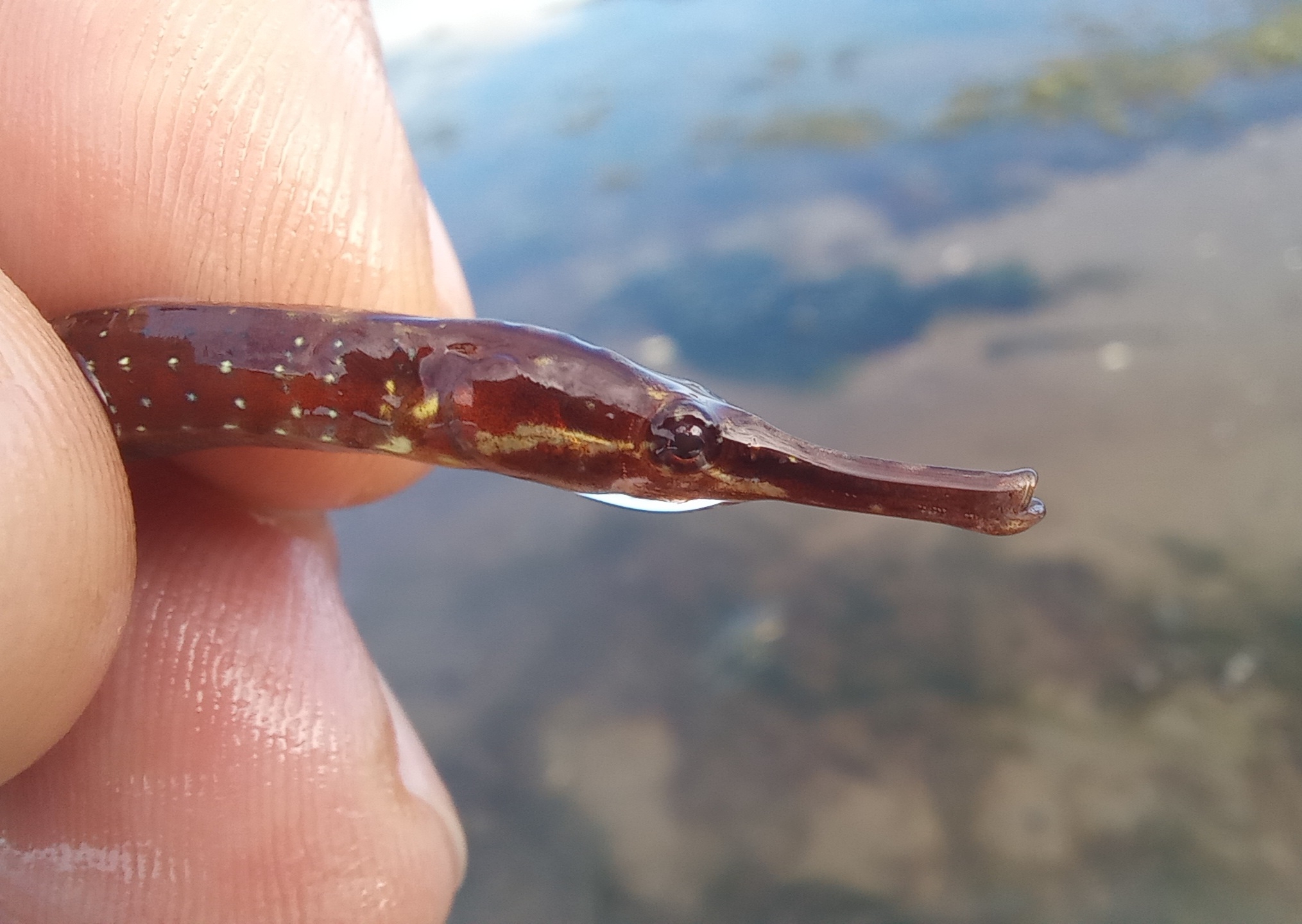 Leptonotus blainvilleanus (Eydoux & Gervais, 1837)