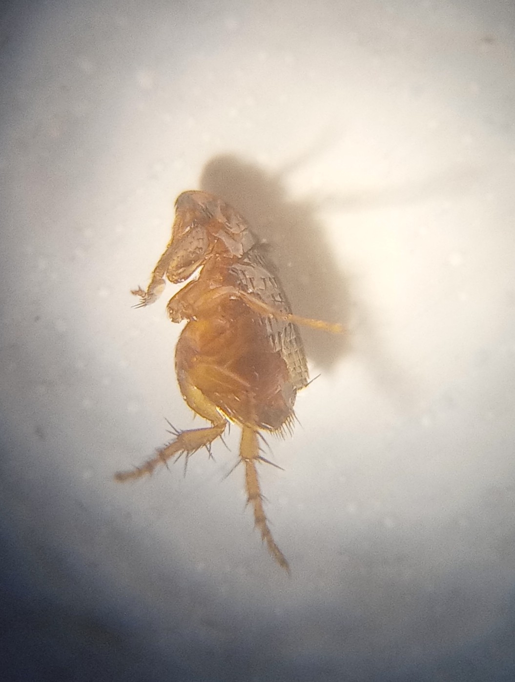 Siphonaptera