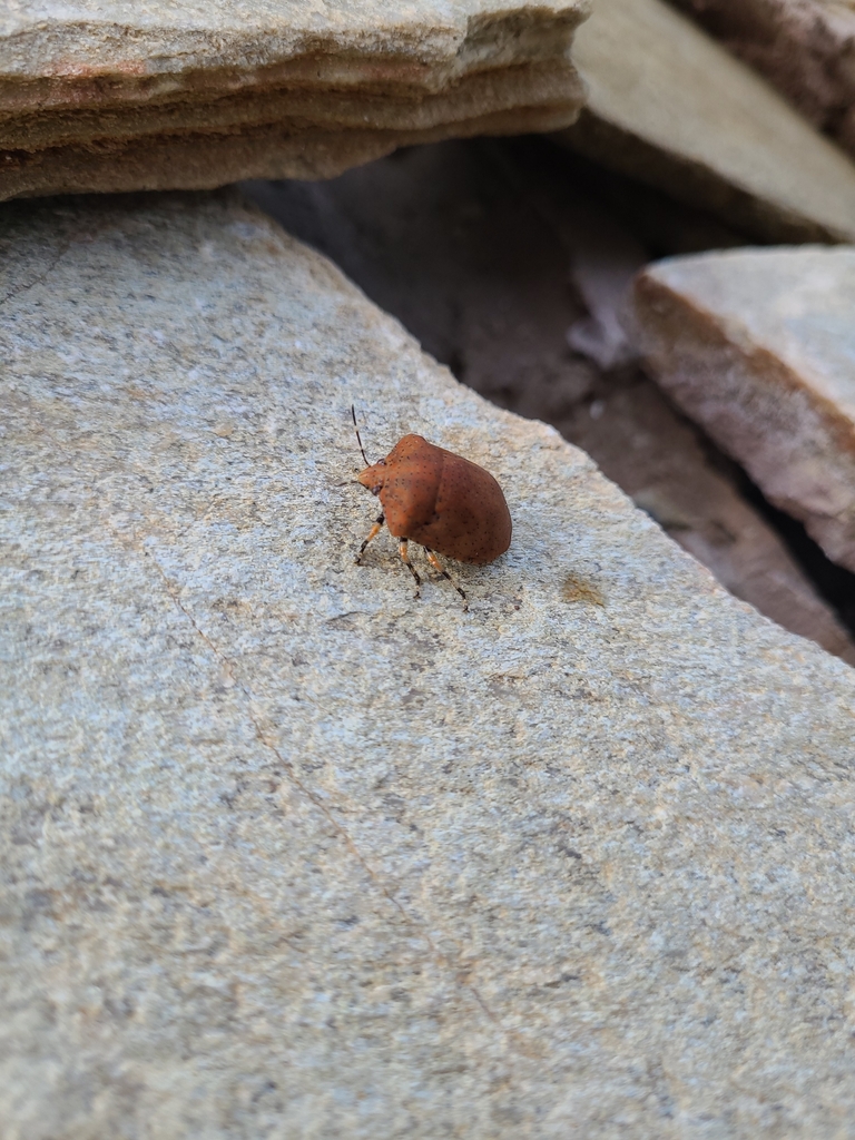 Tetyra from Puntarenas Province on March 09, 2023 at 07:49 AM by ...