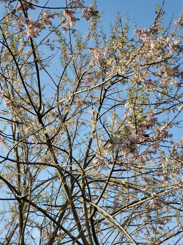 Fence Post Tree from 94959 Ver., México on March 2, 2023 at 08:25 AM by ...