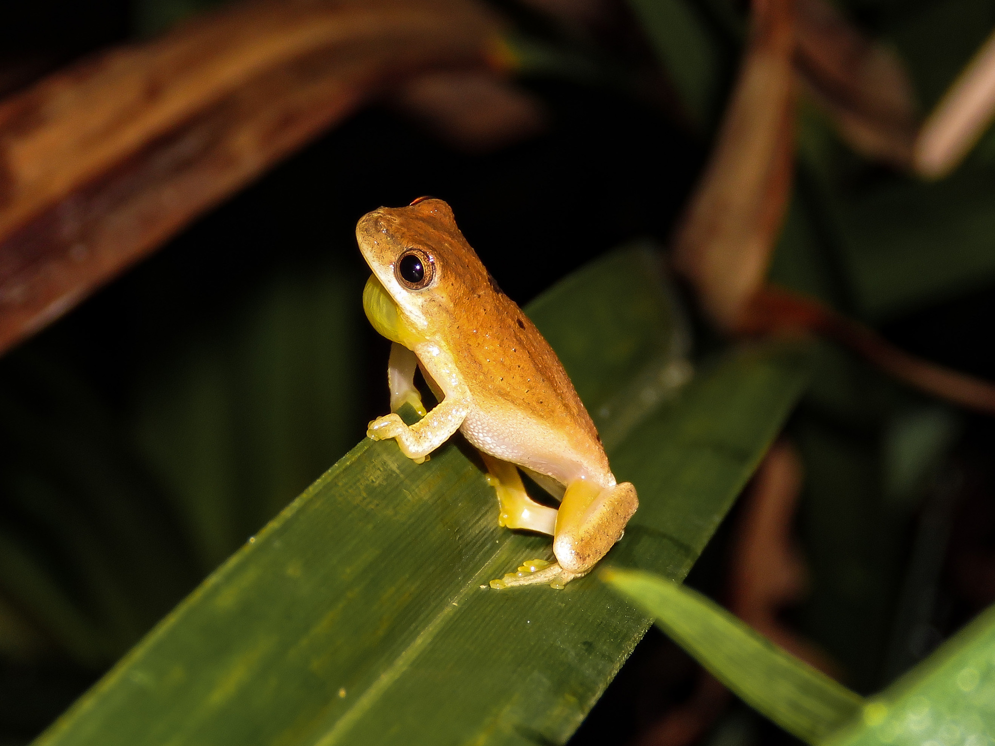 Dendropsophus minutus (Peters, 1872)