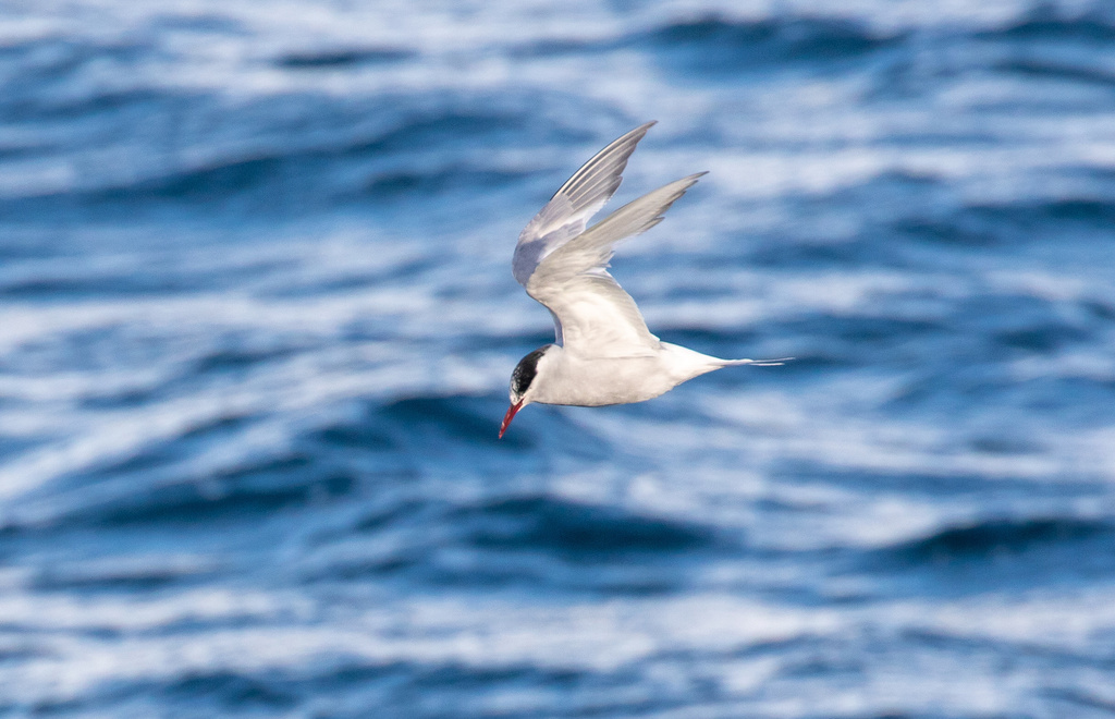 Antarctic Tern from Southern Ocean, Antártida, AQ on February 26, 2023 ...