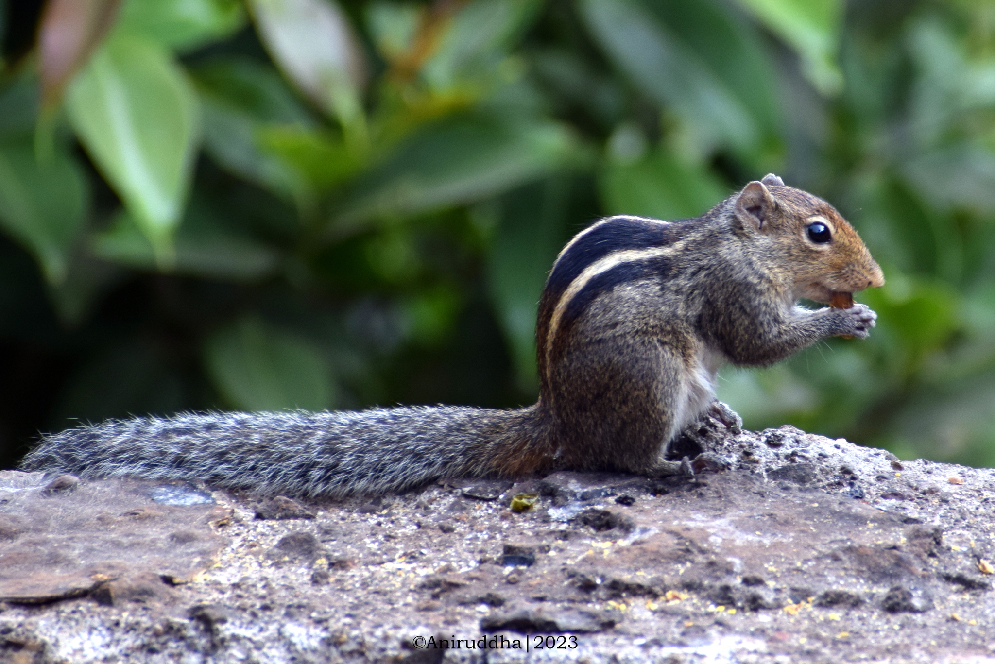 Funambulus tristriatus (Waterhouse, 1837)