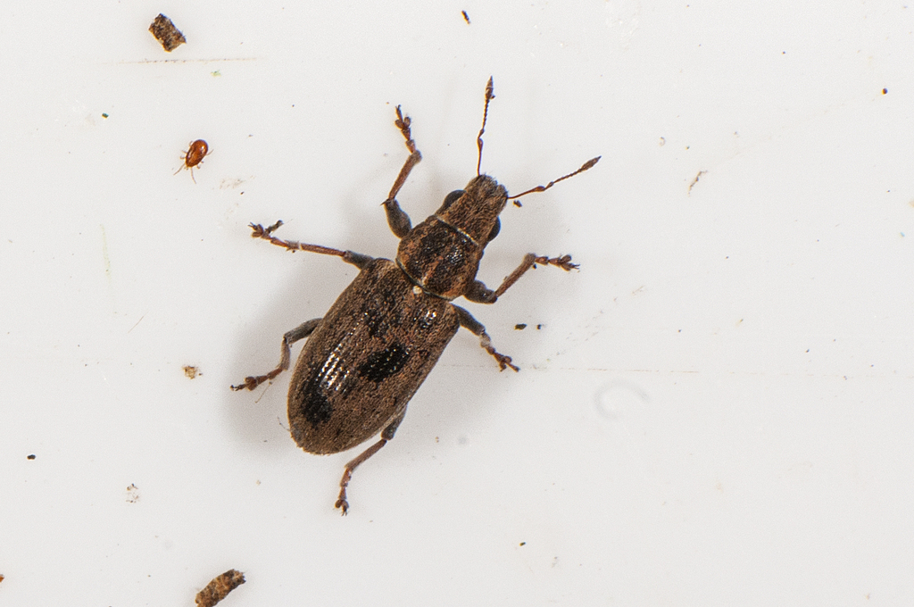 Pea Weevil from 4160 Herlufmagle, Danmark on March 11, 2015 at 01:15 PM ...