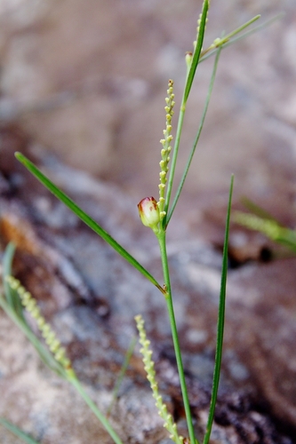 Microstachys bidentata · iNaturalist