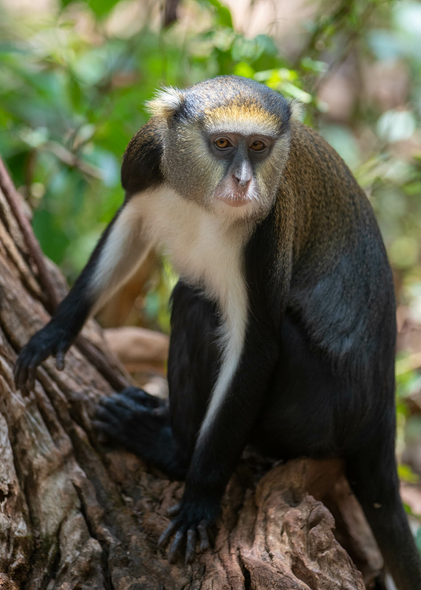 Cercopithecus lowei Thomas, 1923