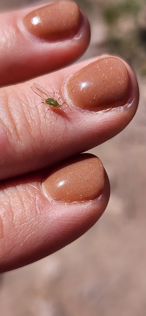 Aphids from Apache Junction, AZ 85119, USA on March 08, 2023 at 12:35 ...