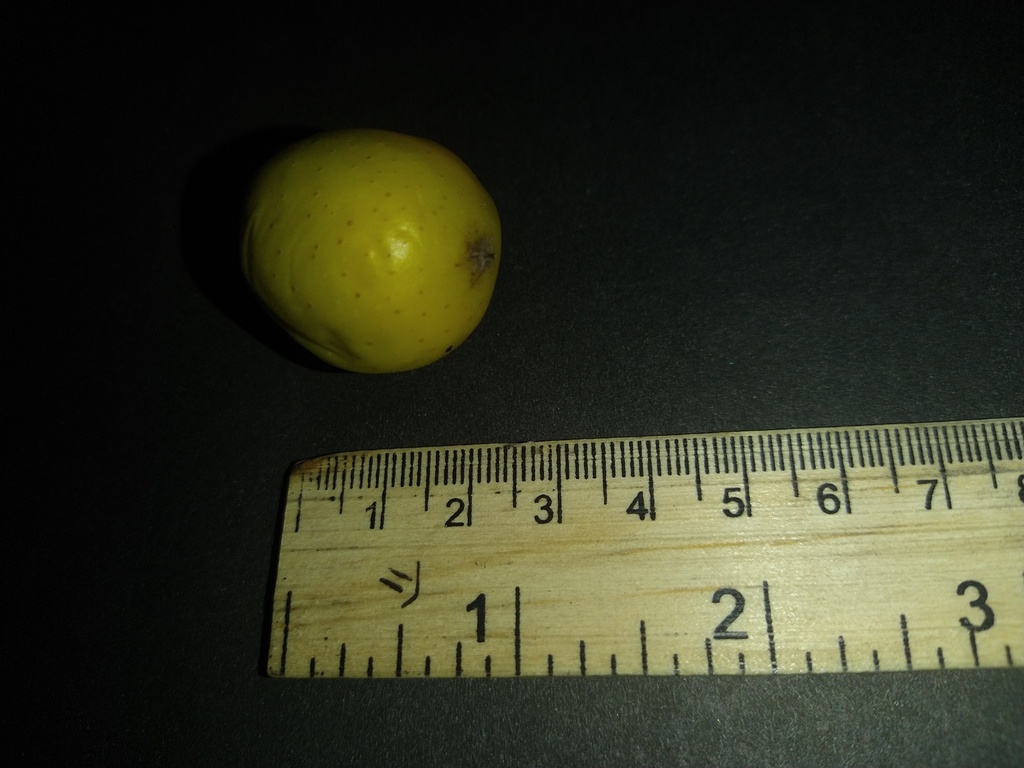 Sideroxylon capiri from Cuauhtemoc Cardenas, 62570 Jiutepec, Mor ...