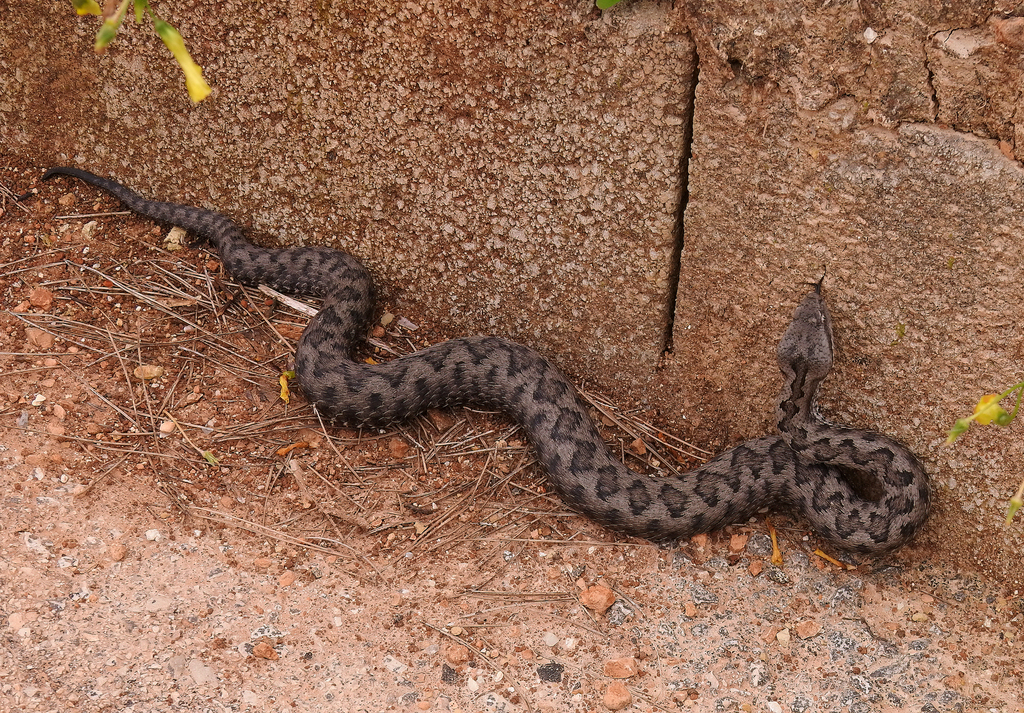 Lataste's Viper in March 2023 by brian fisher · iNaturalist