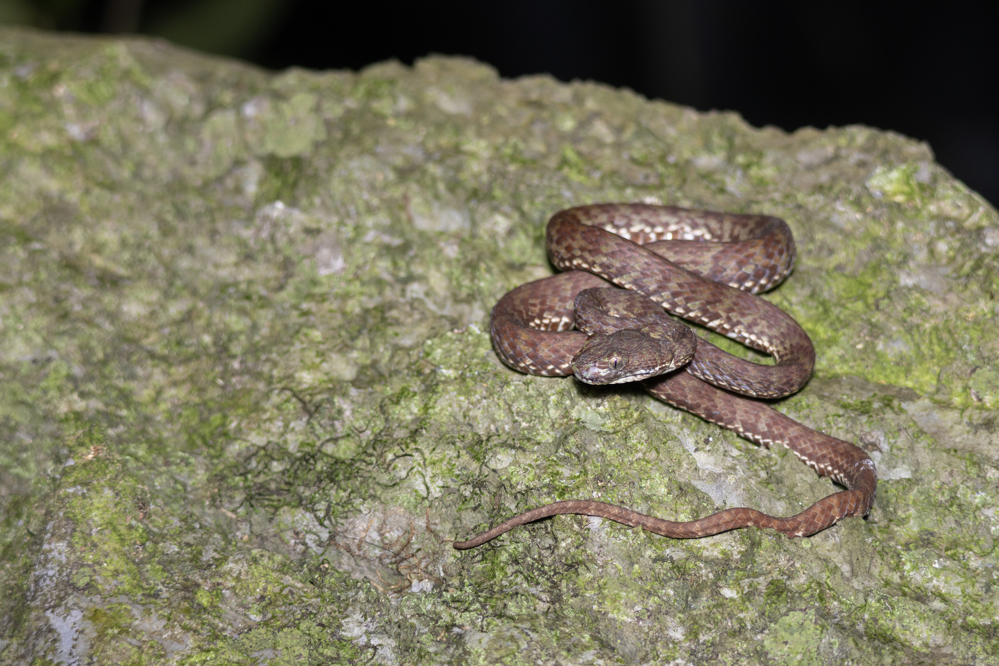 Trimeresurus venustus Vogel, 1991