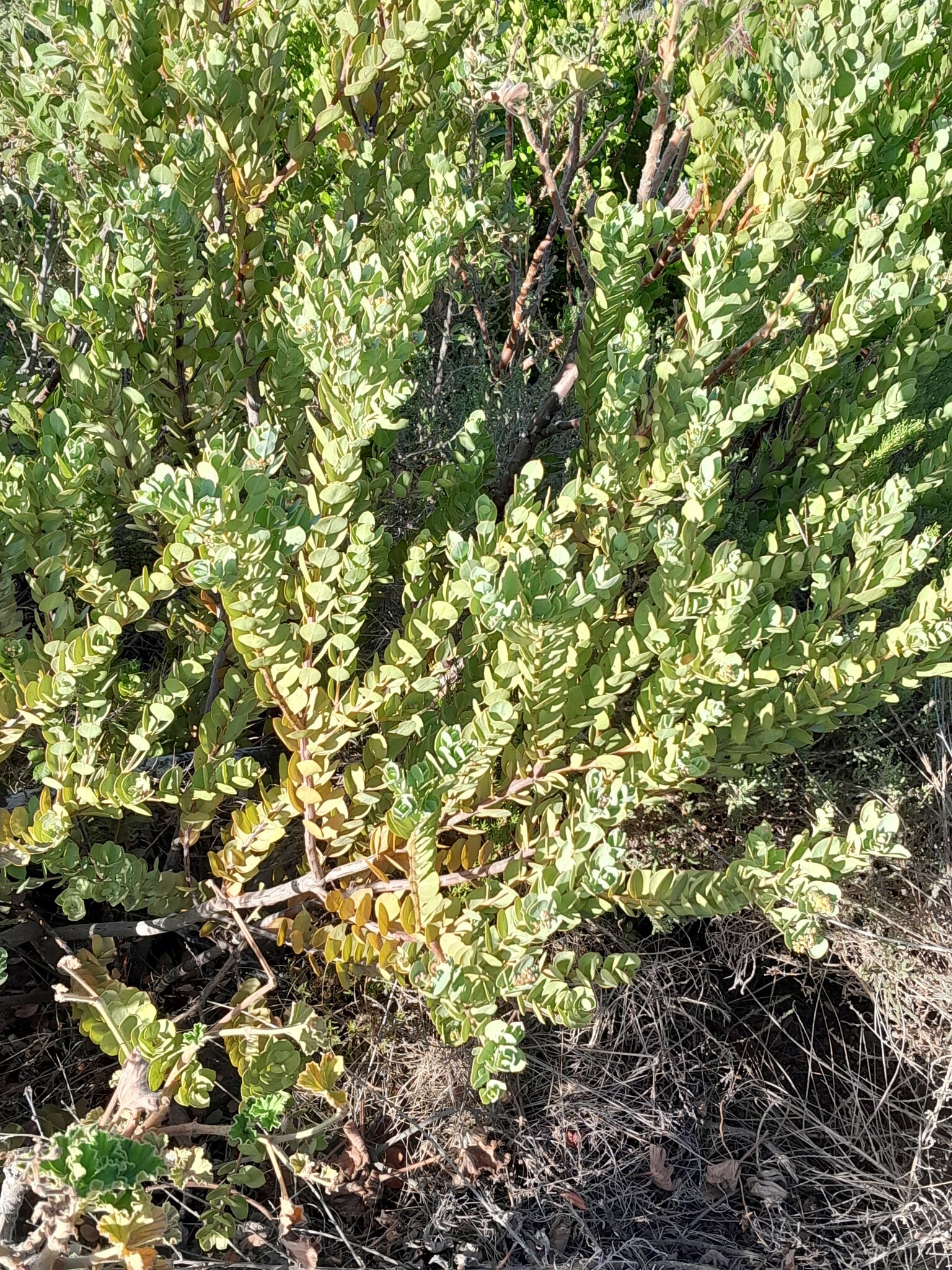 Osyris compressa (P.J.Bergius) A.DC.