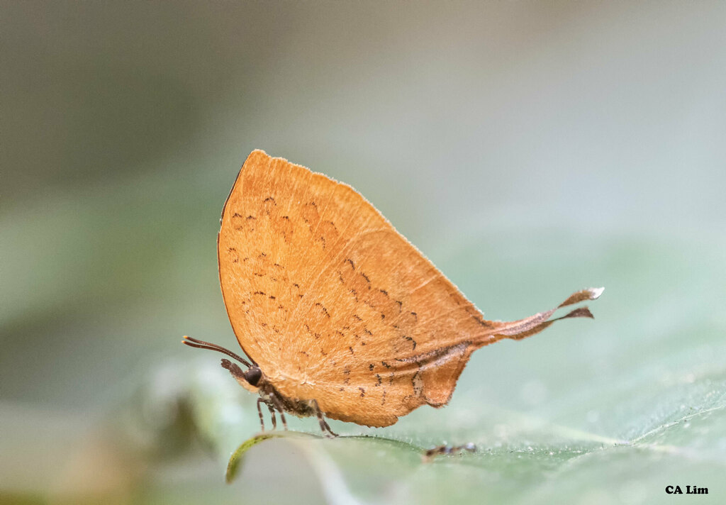 Branded Yamfly from HVHM+J2C, Nong Mae Na, Khao Kho District ...