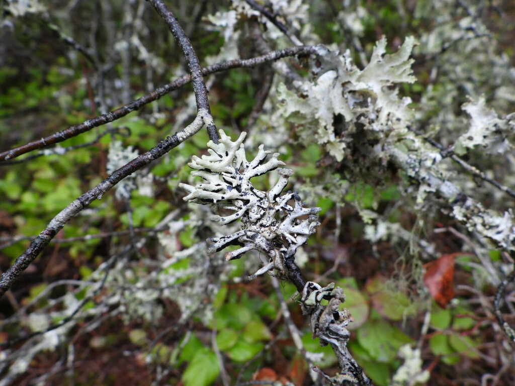 Powder-headed Tube Lichen from Comox-Strathcona, British Columbia ...
