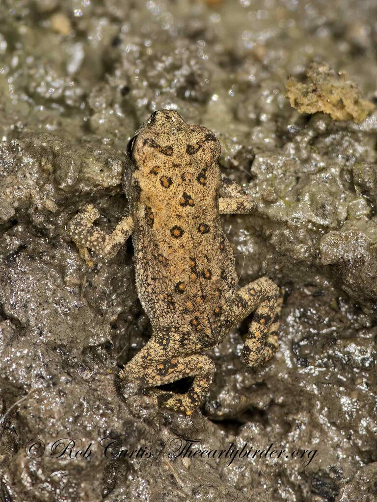 American Toad from North Park, Chicago, IL, USA on June 24, 2022 at 12: ...