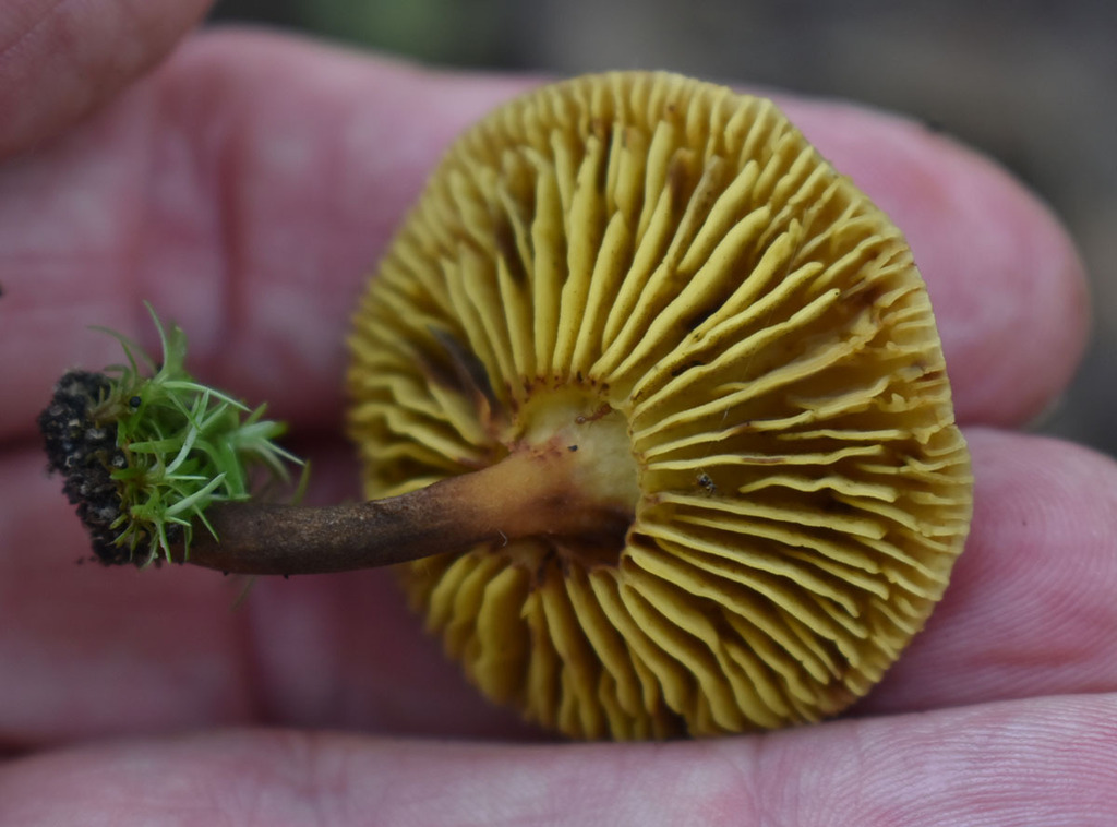 Phylloporus from Kewarra Beach QLD 4879, Australia on January 19, 2023 ...