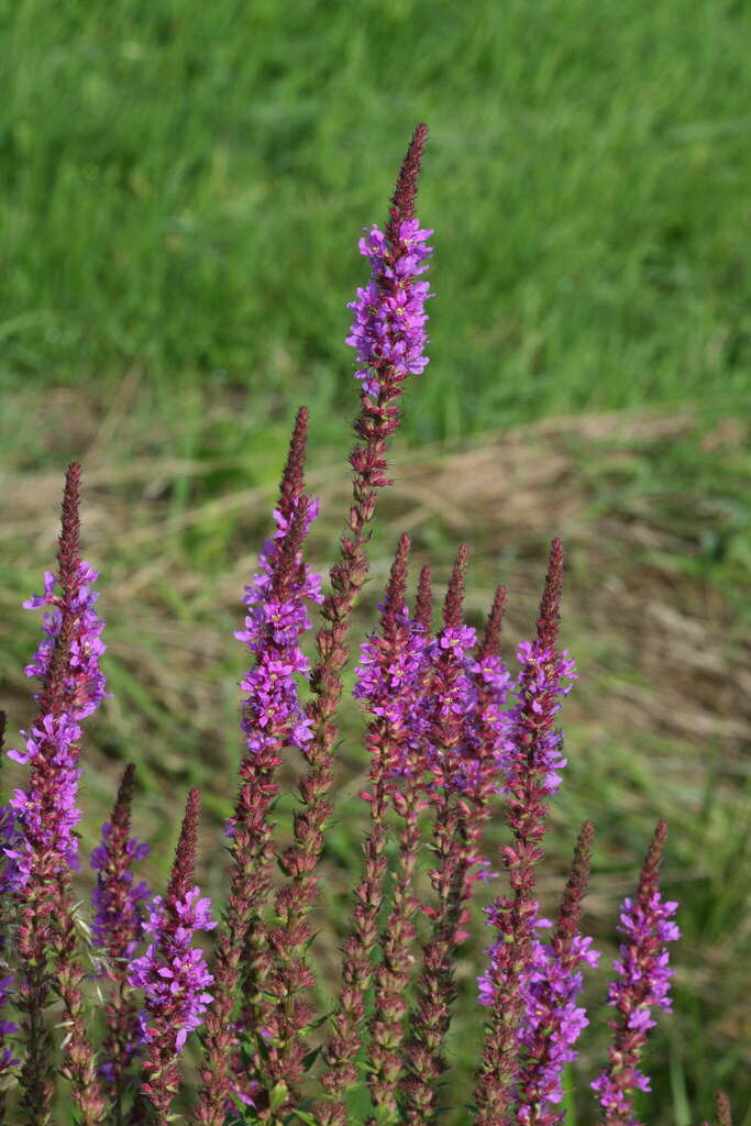Purple Loosestrife (Indiana Pesticide Plants) · iNaturalist