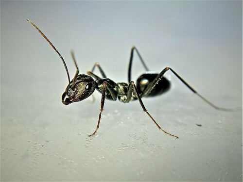 Greek Desert Ant (Cataglyphis hellenica) · iNaturalist