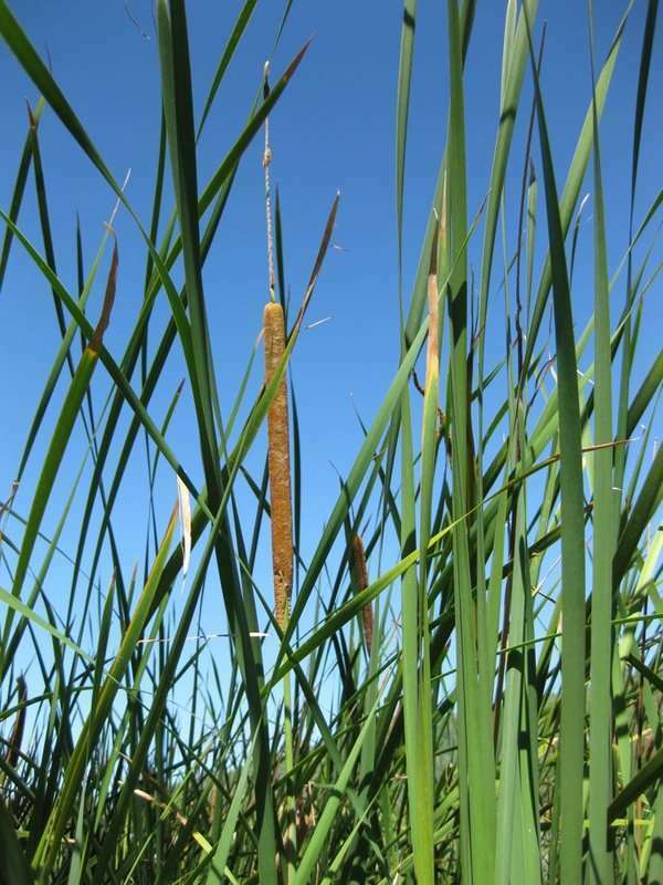Cattail (Indiana Pesticide Plants) · iNaturalist
