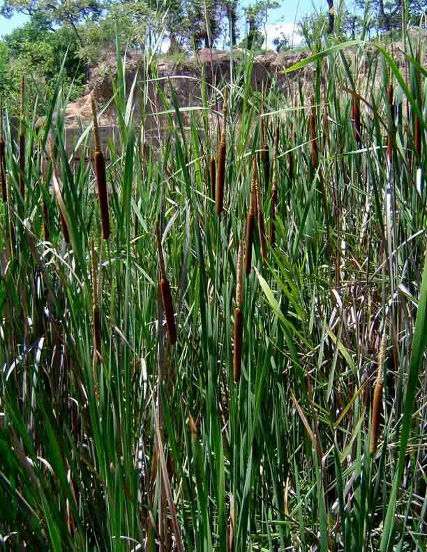 Cattail (Indiana Pesticide Plants) · iNaturalist
